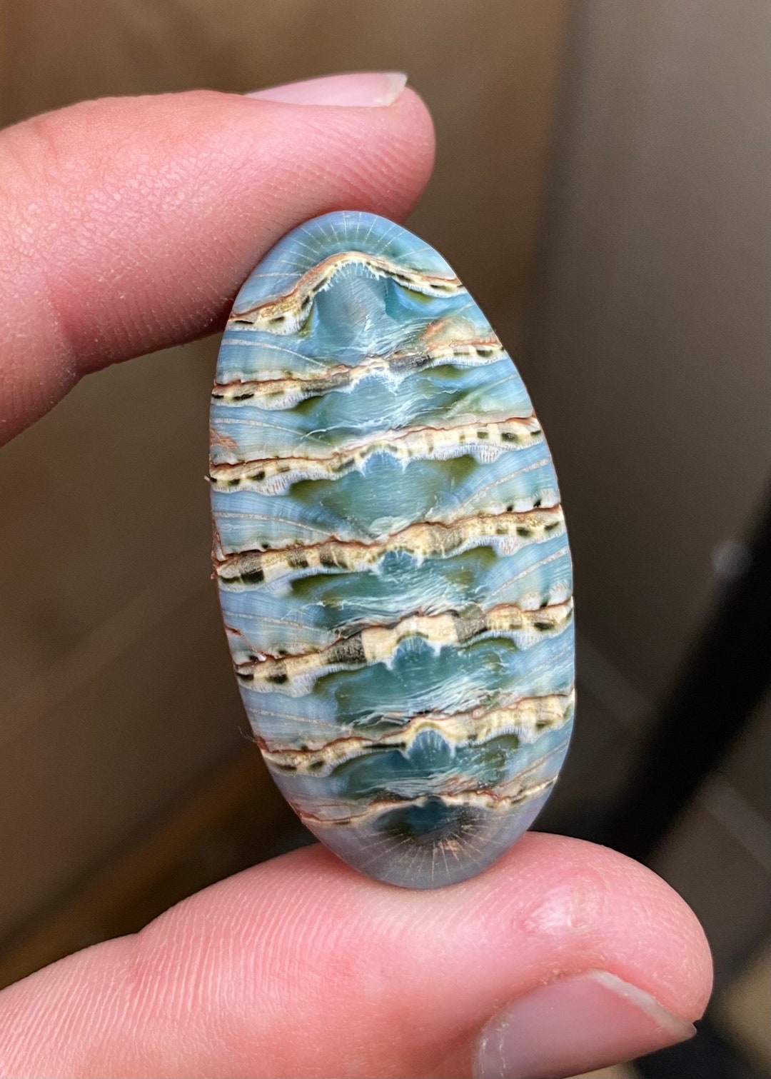 Chiton Mollusca Shell - Etsy