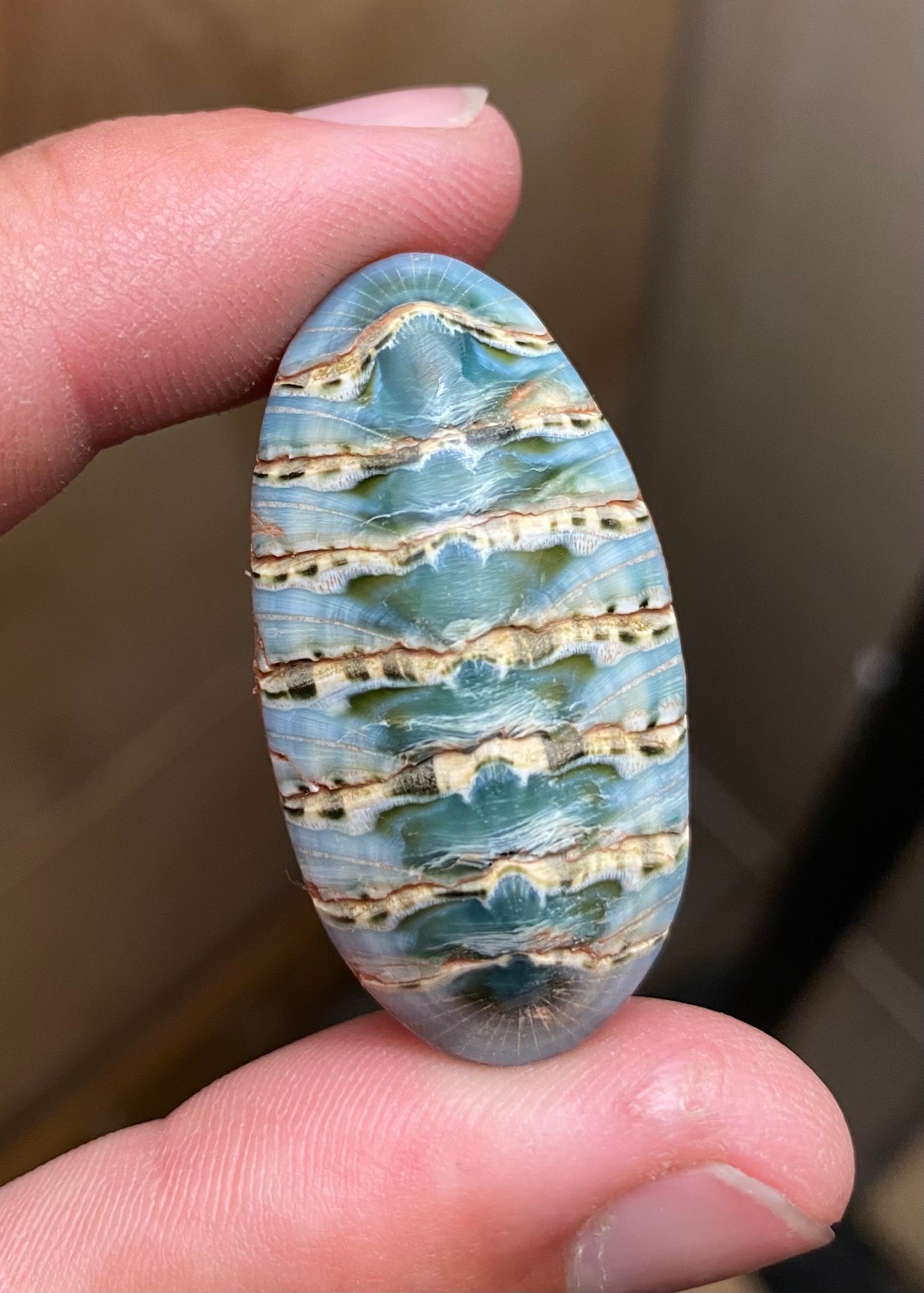 Chiton Mollusca Shell - Etsy