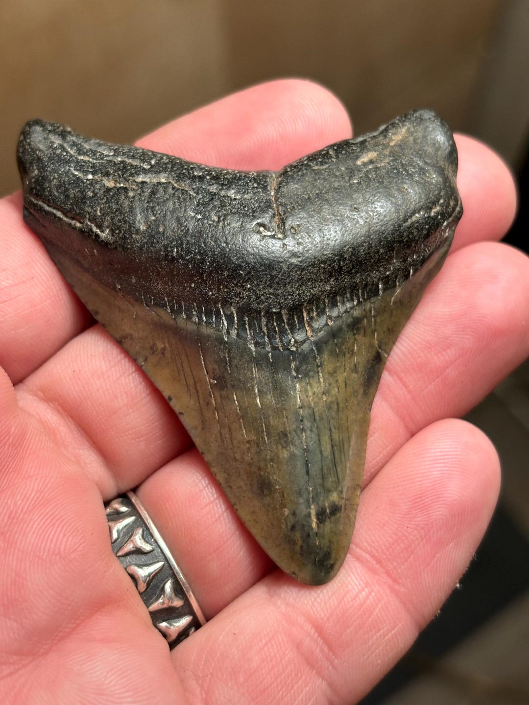 Megalodon Tooth 2.8 Authentic Fossil Shark Teeth - Etsy