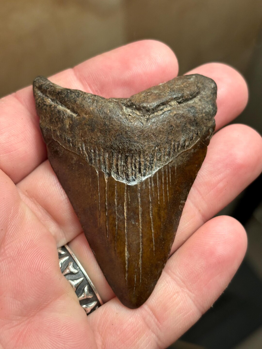 RED Megalodon Tooth 2.7 Authentic Fossil Shark Teeth - Etsy