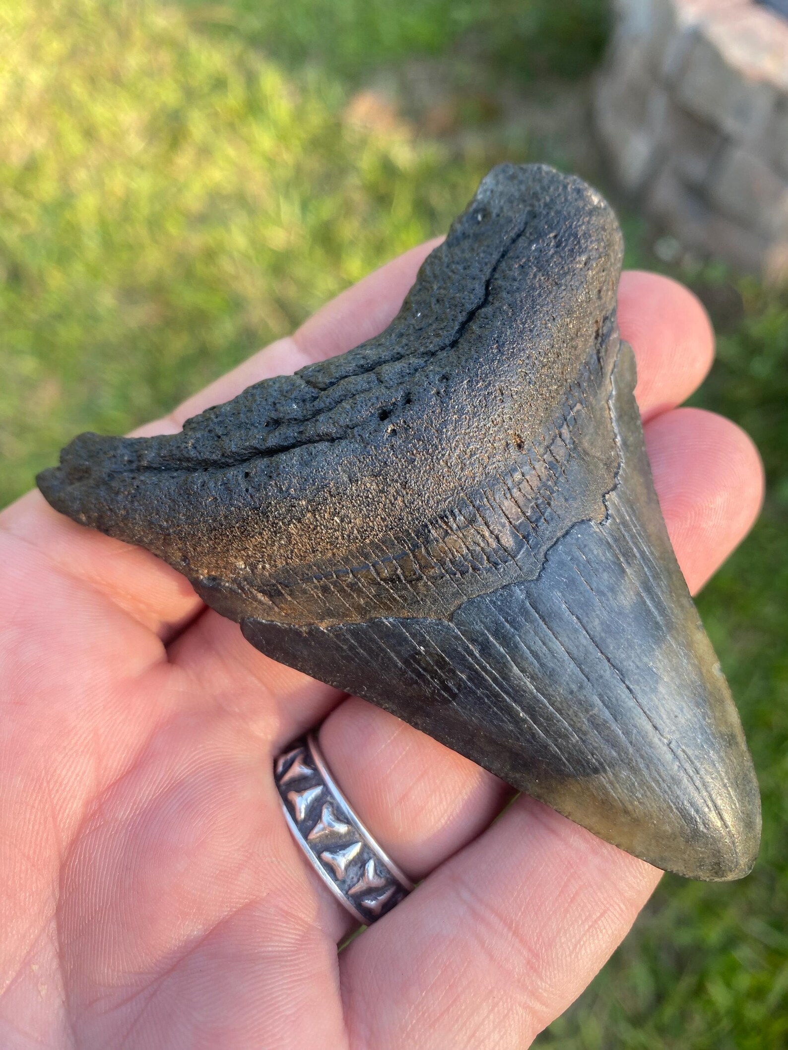 Megalodon Tooth 3.5 Authentic Fossil Shark Teeth - Etsy