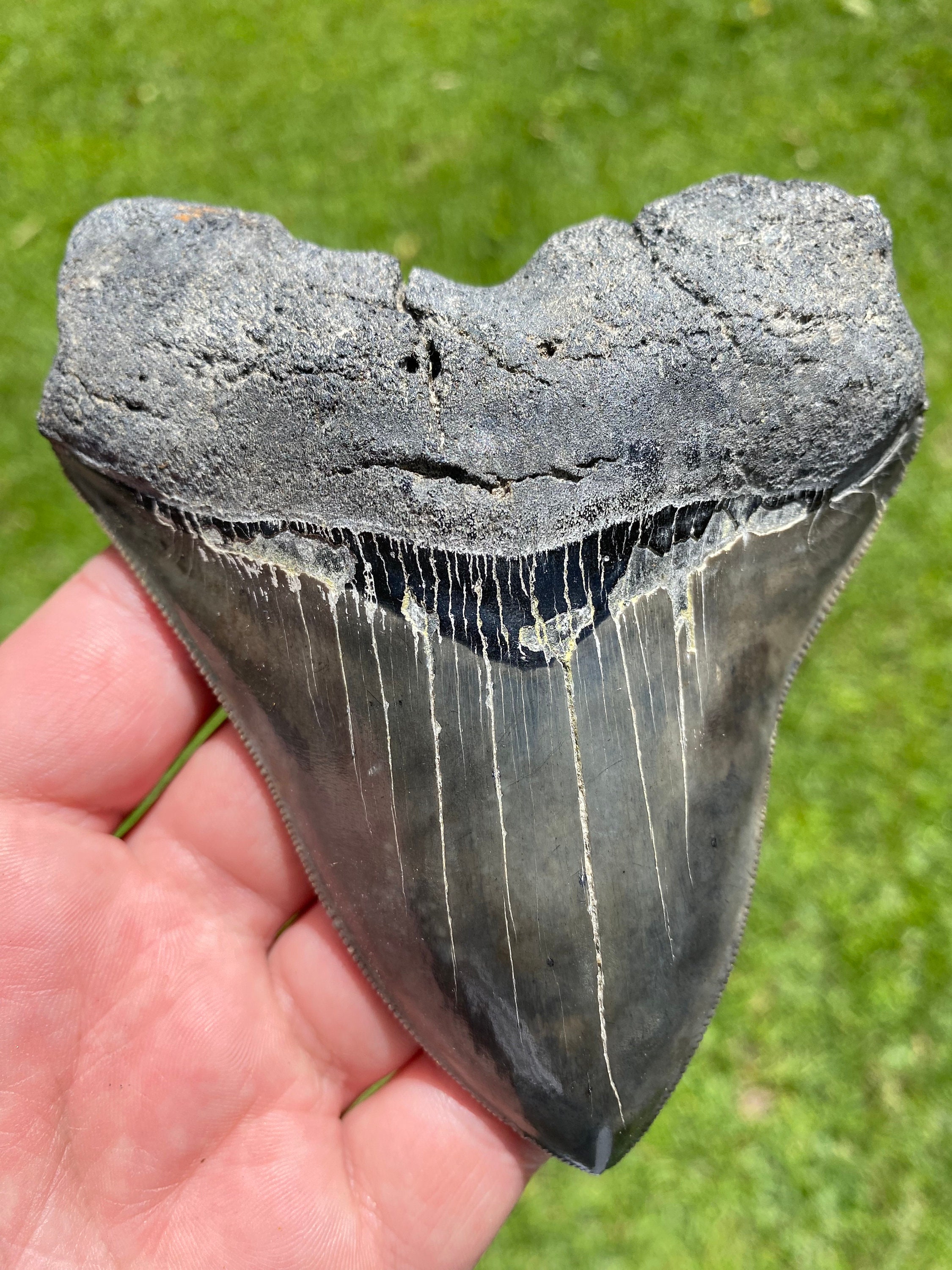 Megalodon Tooth 4.81 Authentic Fossil Shark Teeth - Etsy