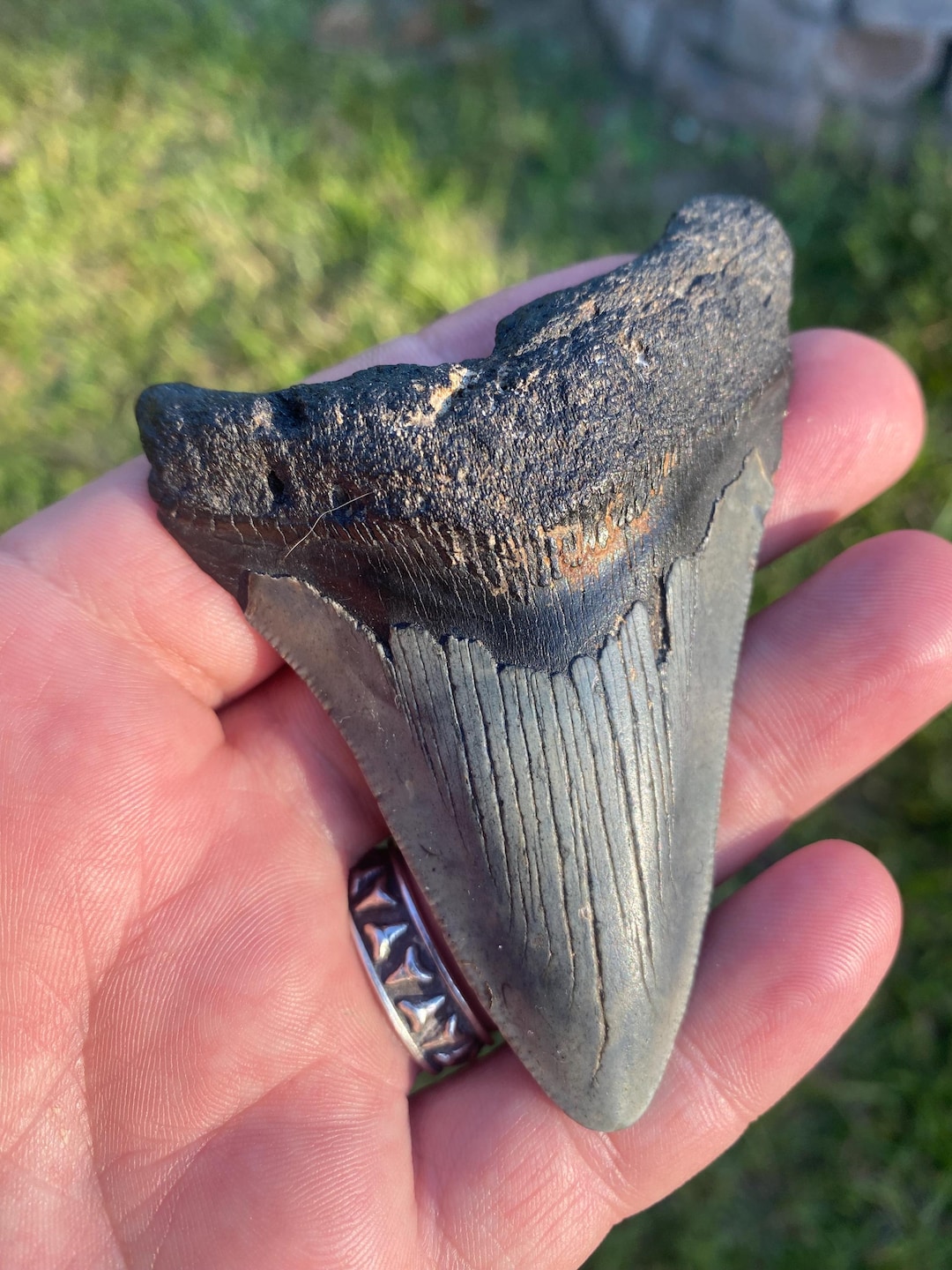 Megalodon Tooth 3.5 Authentic Fossil Shark Teeth - Etsy