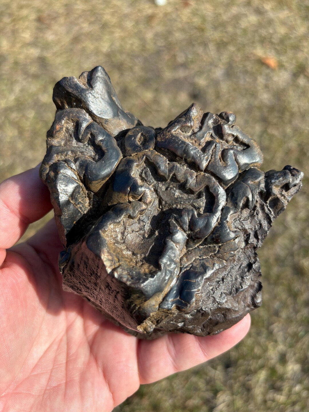 Fossil Gomphothere Tooth - Etsy