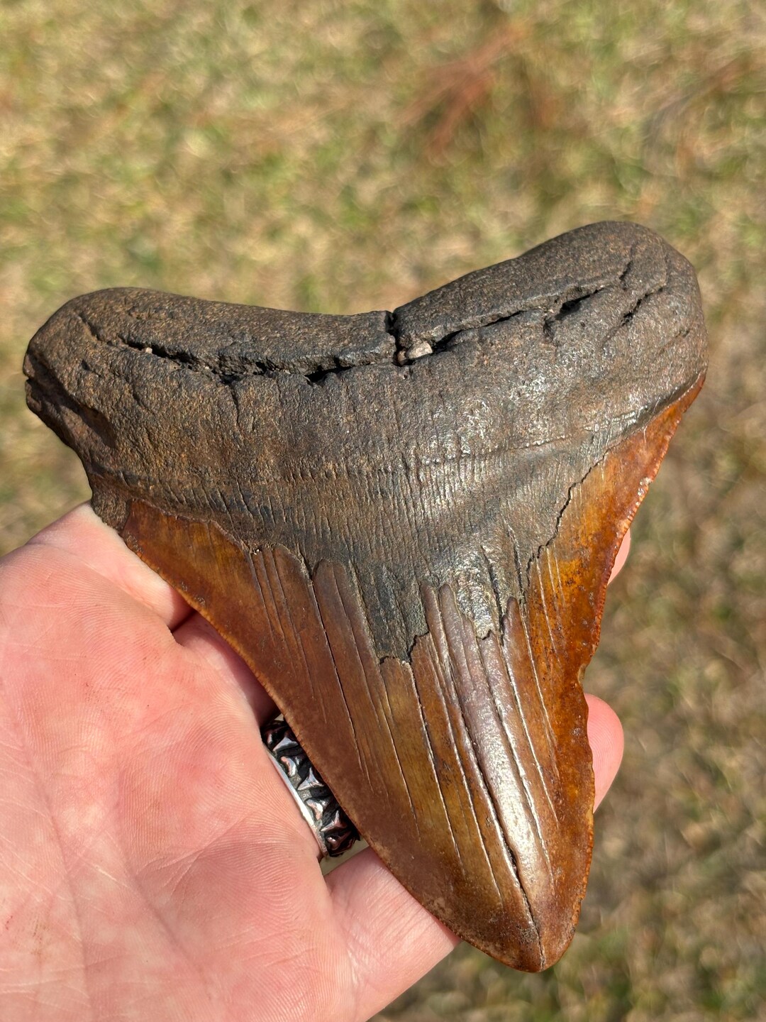RED Megalodon Tooth 5.2” Authentic Fossil Shark Teeth - Etsy
