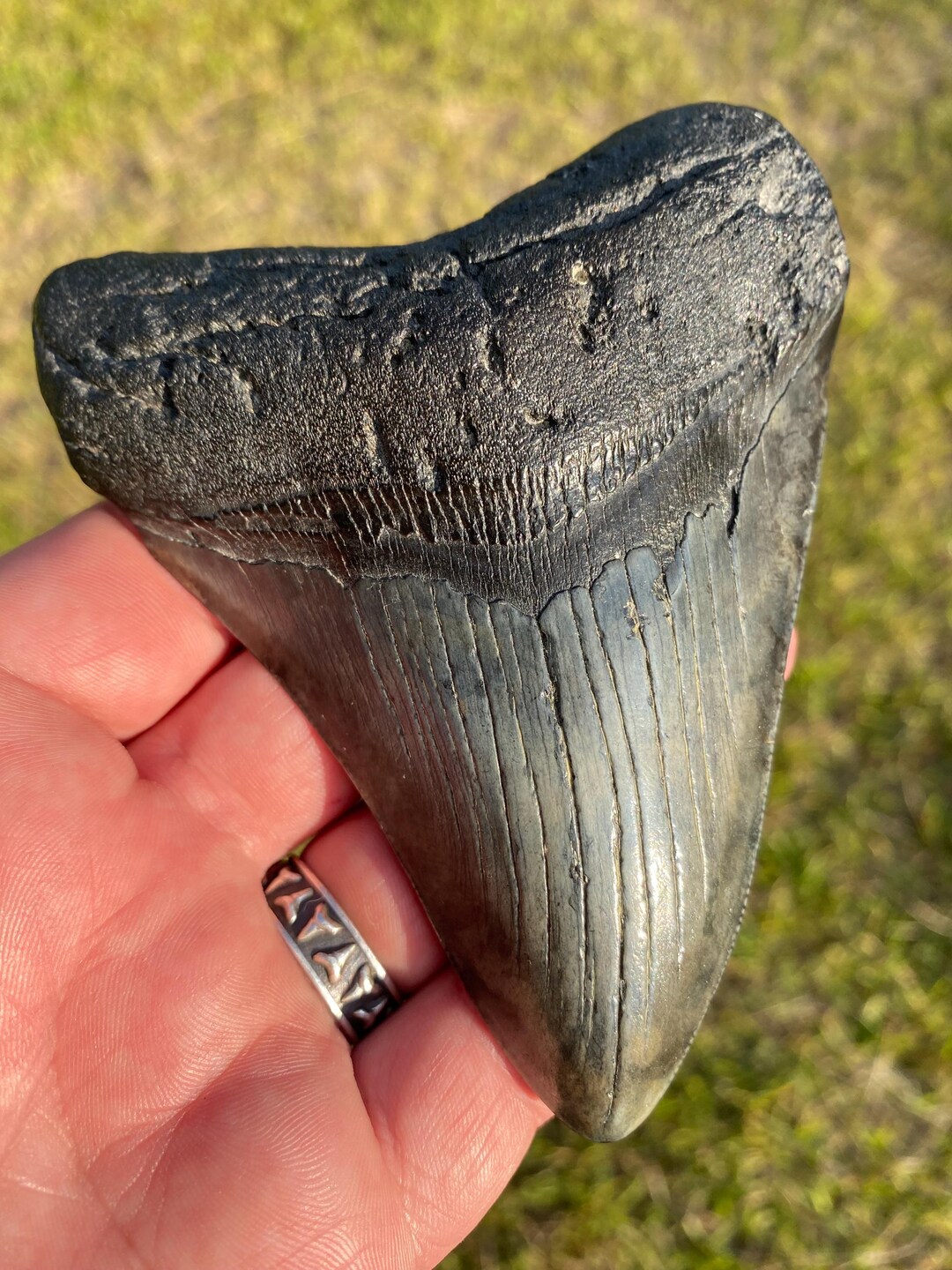 Megalodon Tooth 4.5 Authentic Fossil Shark Teeth - Etsy