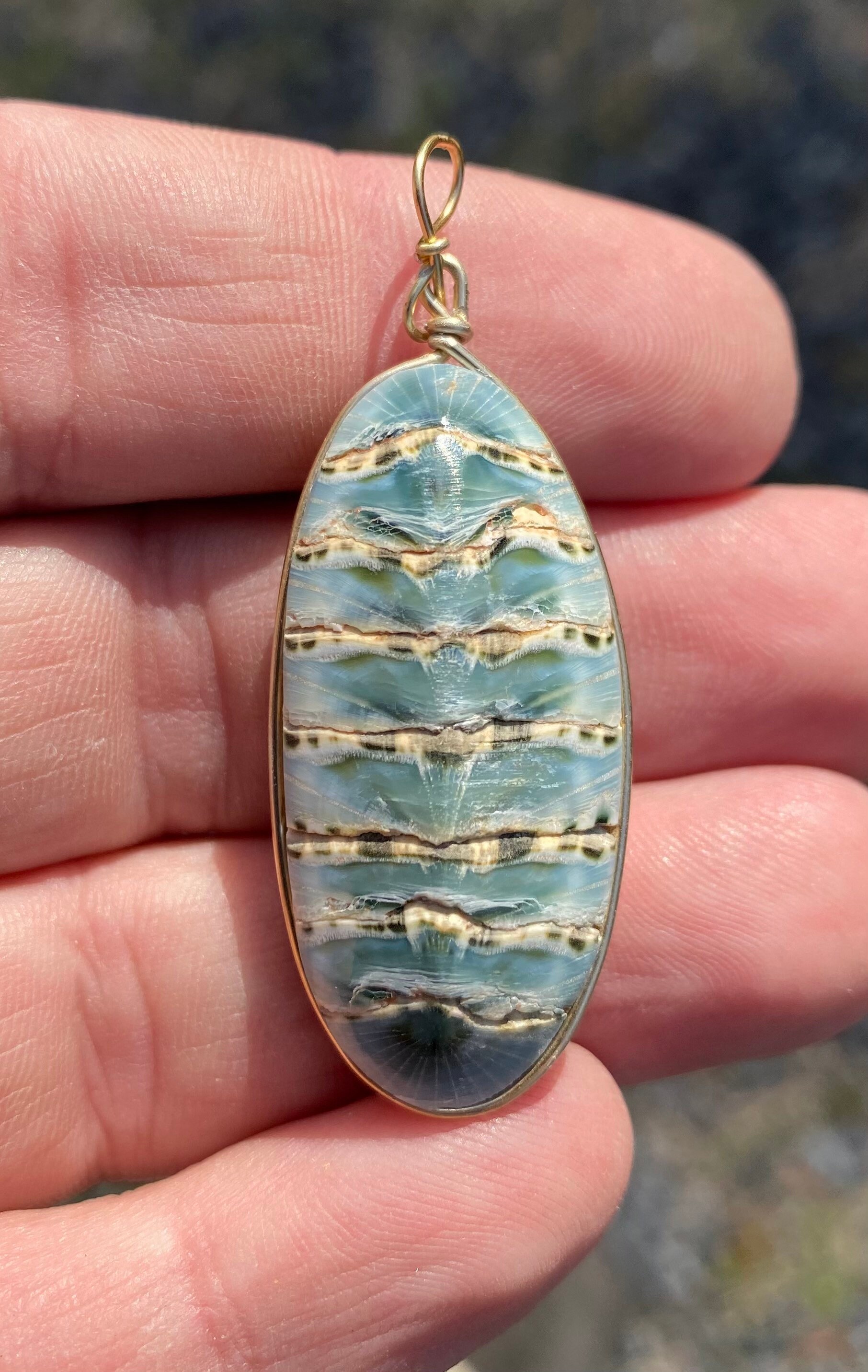 Chiton Shell