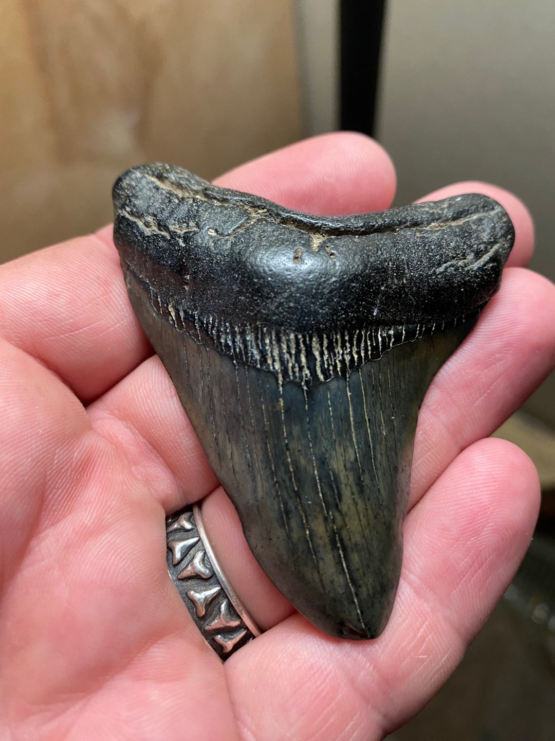 Megalodon Tooth 2.8 Authentic Fossil Shark Teeth - Etsy