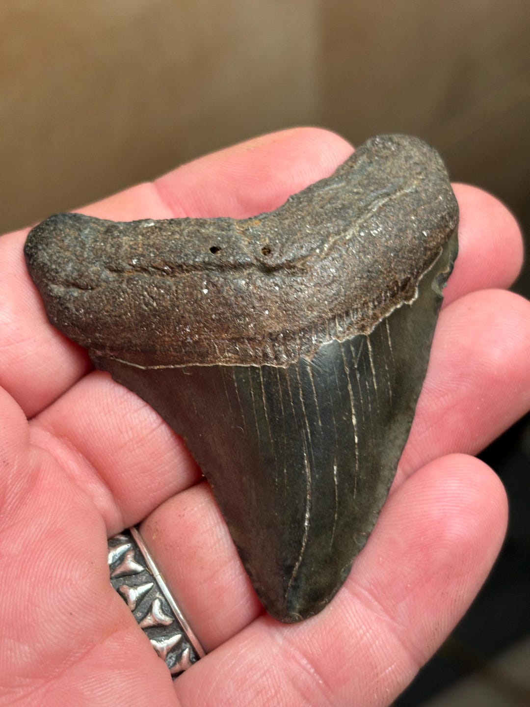 Megalodon Tooth 2.8 Authentic Fossil Shark Teeth - Etsy