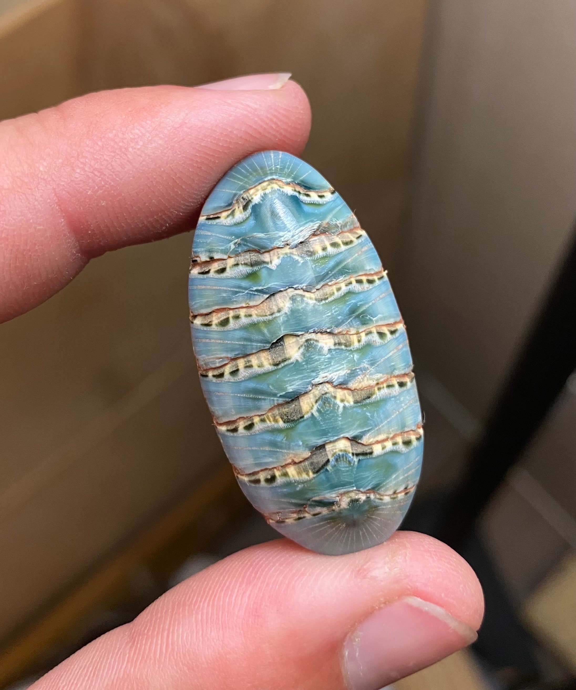 Chiton Mollusca Shell - Etsy