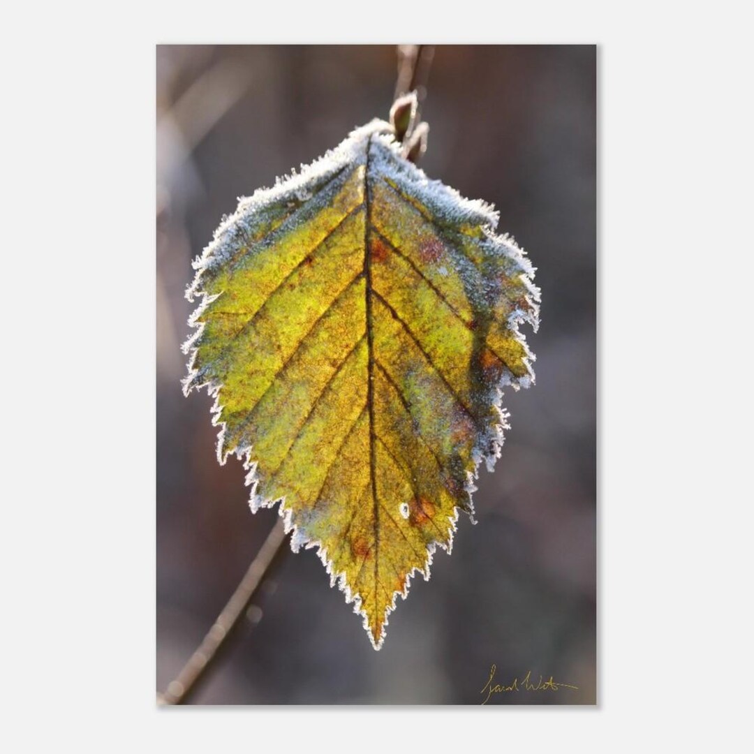 Frosty Leaf - Etsy