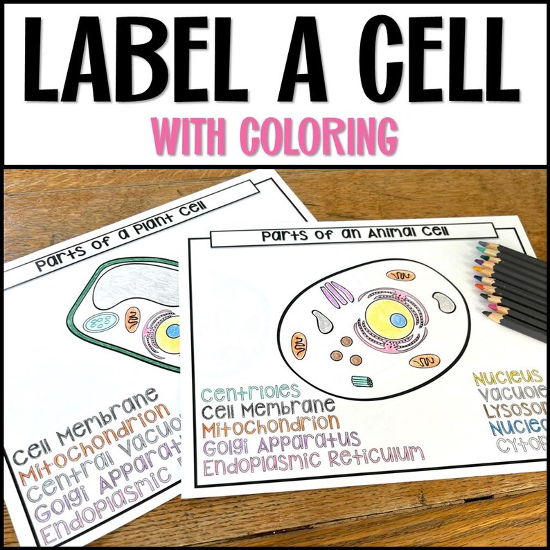 Cell Labeling Diagrams, Animal Cell Labeling, Plant and Animal Cell ...