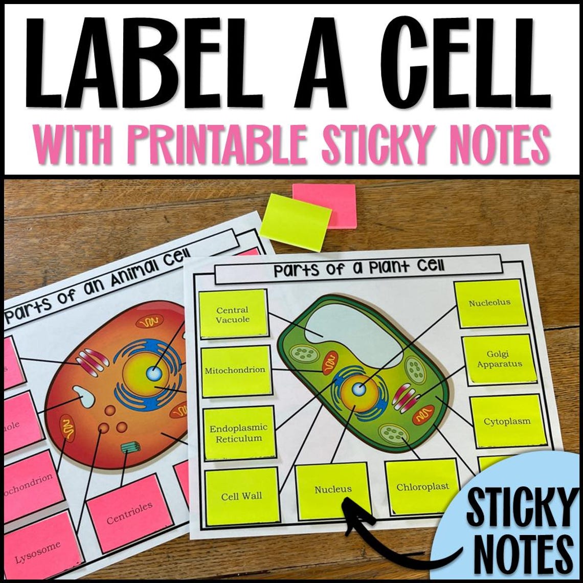 Cell Labeling Diagrams, Animal Cell Labeling, Plant and Animal Cell ...