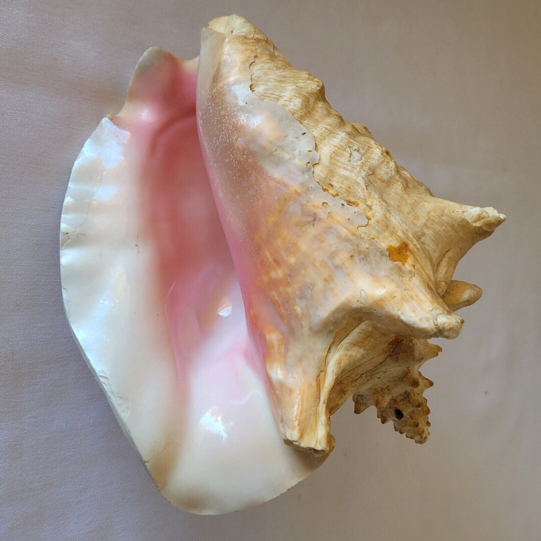 Real Konch Sea Shell - Etsy
