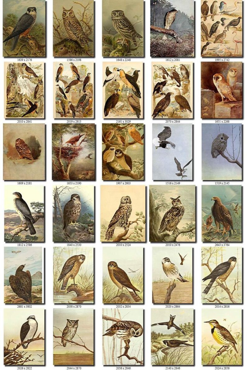 Collection of 228 Beautiful Vintage Bird Illustrations. - Etsy