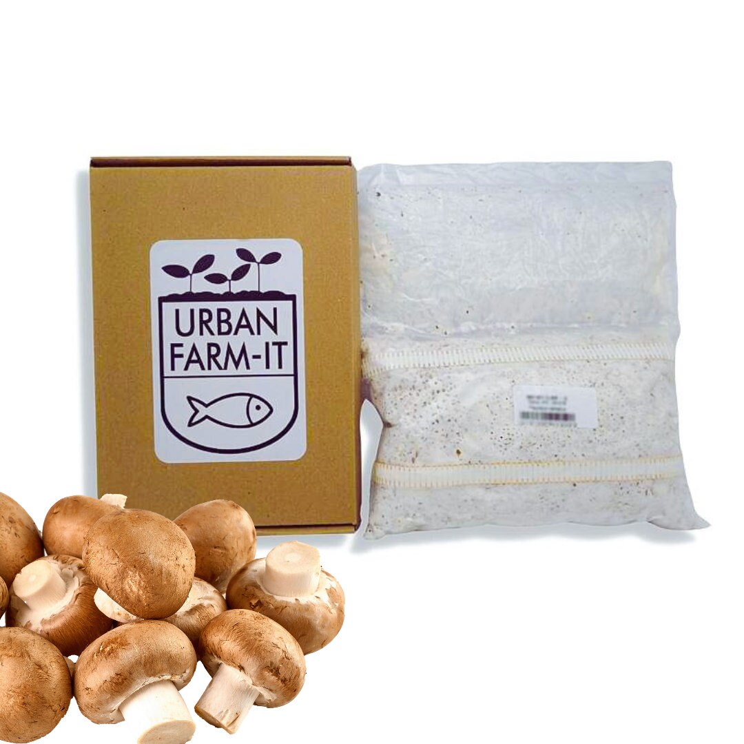 Brown Button Mushroom Grain Spawn, Grow Your Own Mushrooms! 1l, 5l ...