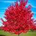 Red Maple Seeds, Grow Your Own Red Tree, Amazing Colors, Fun and Easy ...