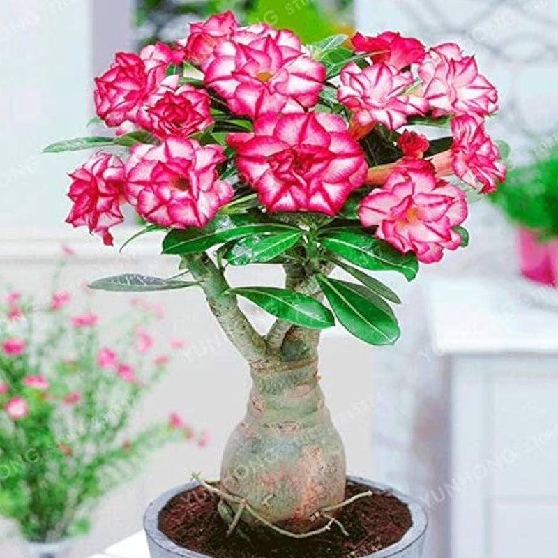 Desert Rose Live Plant - Etsy