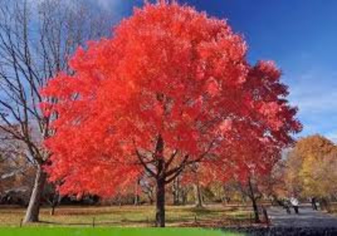 Red Maple Seeds, Grow Your Own Red Tree, Amazing Colors, Fun and Easy ...