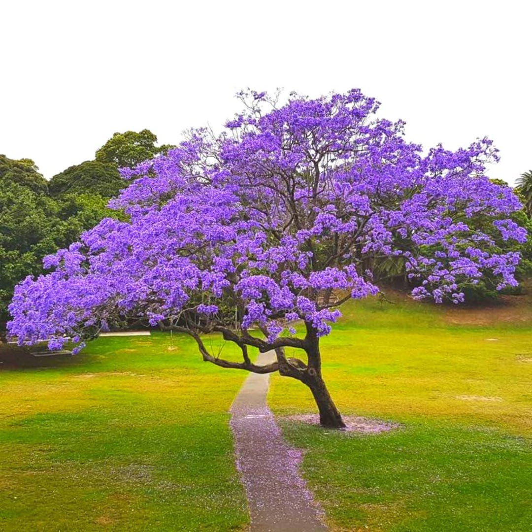 Jacaranda Tree Seeds: Purple Blue Flowering Plant, Easy to Grow, With ...