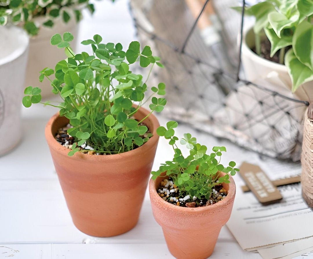 Lucky Irish Clover Seeds: Grow Your Own DIY Home Decor Ireland Green ...