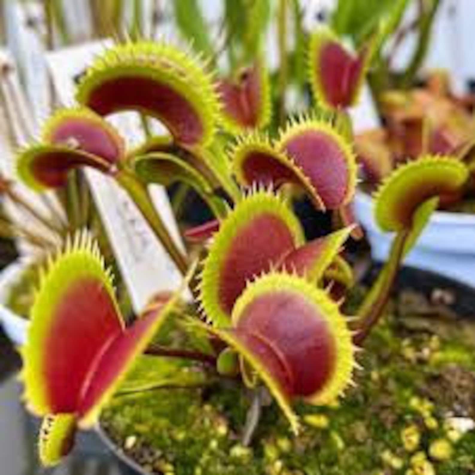 Venus Fly Trap Seeds: Carnivorous Plant, DIY Gardening Flytrap, Easy ...