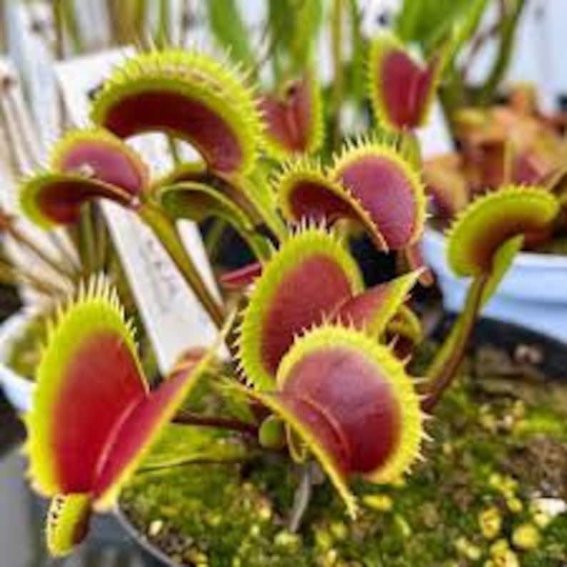 Venus Fly Trap Seeds: Carnivorous Plant, DIY Gardening Flytrap, Easy ...