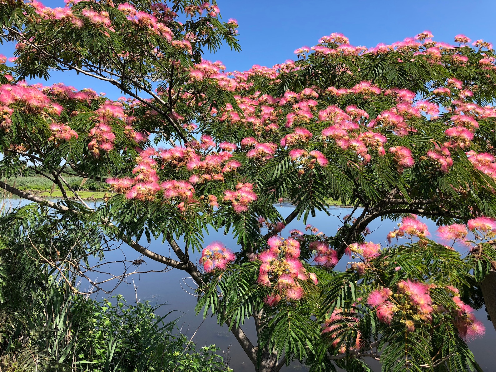 Pink Silk Tree Bonsai Seeds: Albizia Extremely Frost Hardy, Grow in All ...