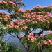 Pink Silk Tree Bonsai Seeds: Albizia Extremely Frost Hardy, Grow in All ...