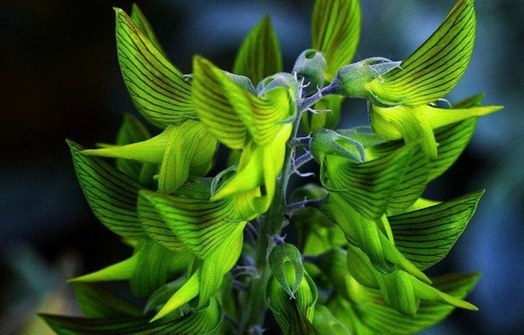 Bird Flower Seeds, Regal Birdflower, Fun and Easy to Grow, Gift Idea ...