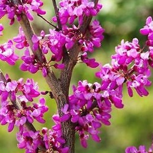 Pink Bonsai Tree Seeds: Love Tree, Organic Gardening, Frost Hardy ...