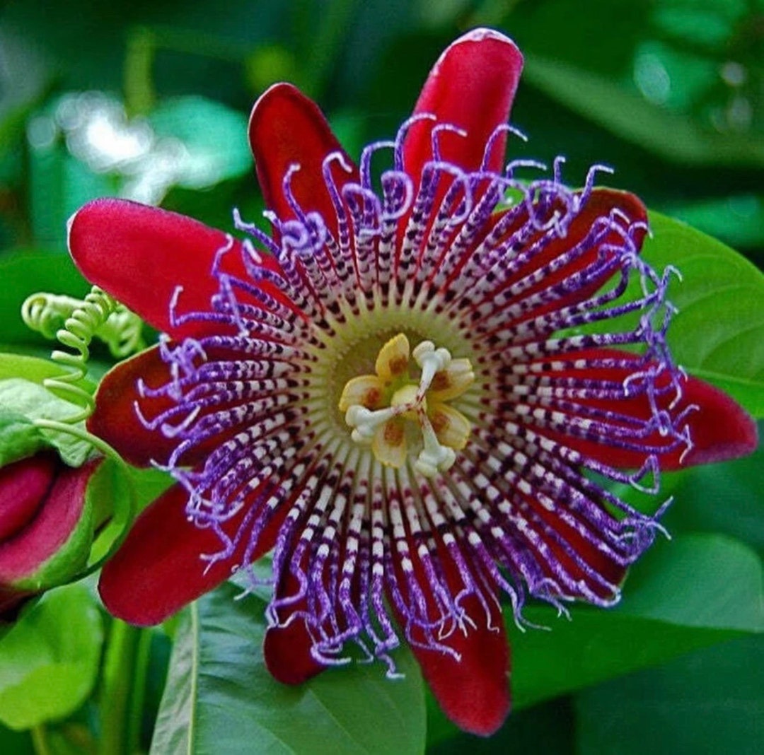 Red Passion Flower Seeds: DIY Gardening, Climbing Vines Passiflora ...