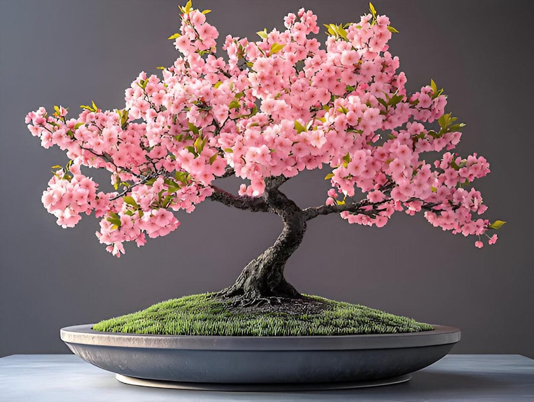 Pink Cherry Blossom Bonsai Tree Seeds: Japanese Sakura, DIY Gardening ...