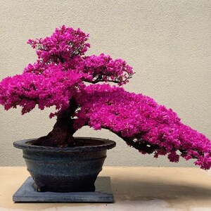 Pink Bonsai Tree Seeds: Love Tree, Organic Gardening, Frost Hardy ...