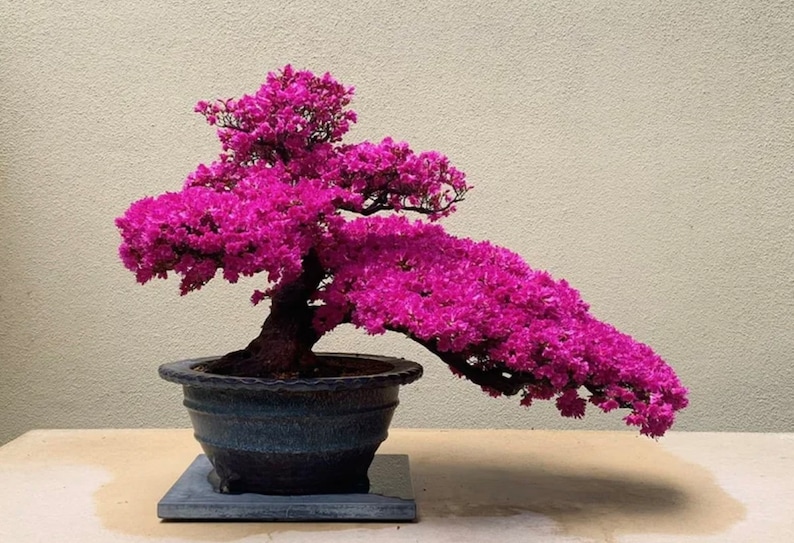 Pink Bonsai Tree Seeds: Love Tree, Organic Gardening, Frost Hardy ...