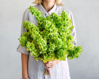 Lucky Irish Clover Seeds Grow Your Own Pot of Clover Fun and - Etsy