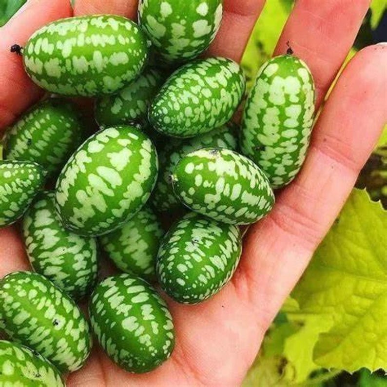 Mini Watermelon Seeds: Mouse Melon, Fruit & Vegetables, Fun and Easy to ...