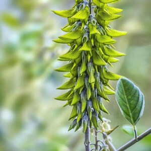 Regal Bird Flower Seeds, Flowers Like Hummingbirds Green Birdflower ...