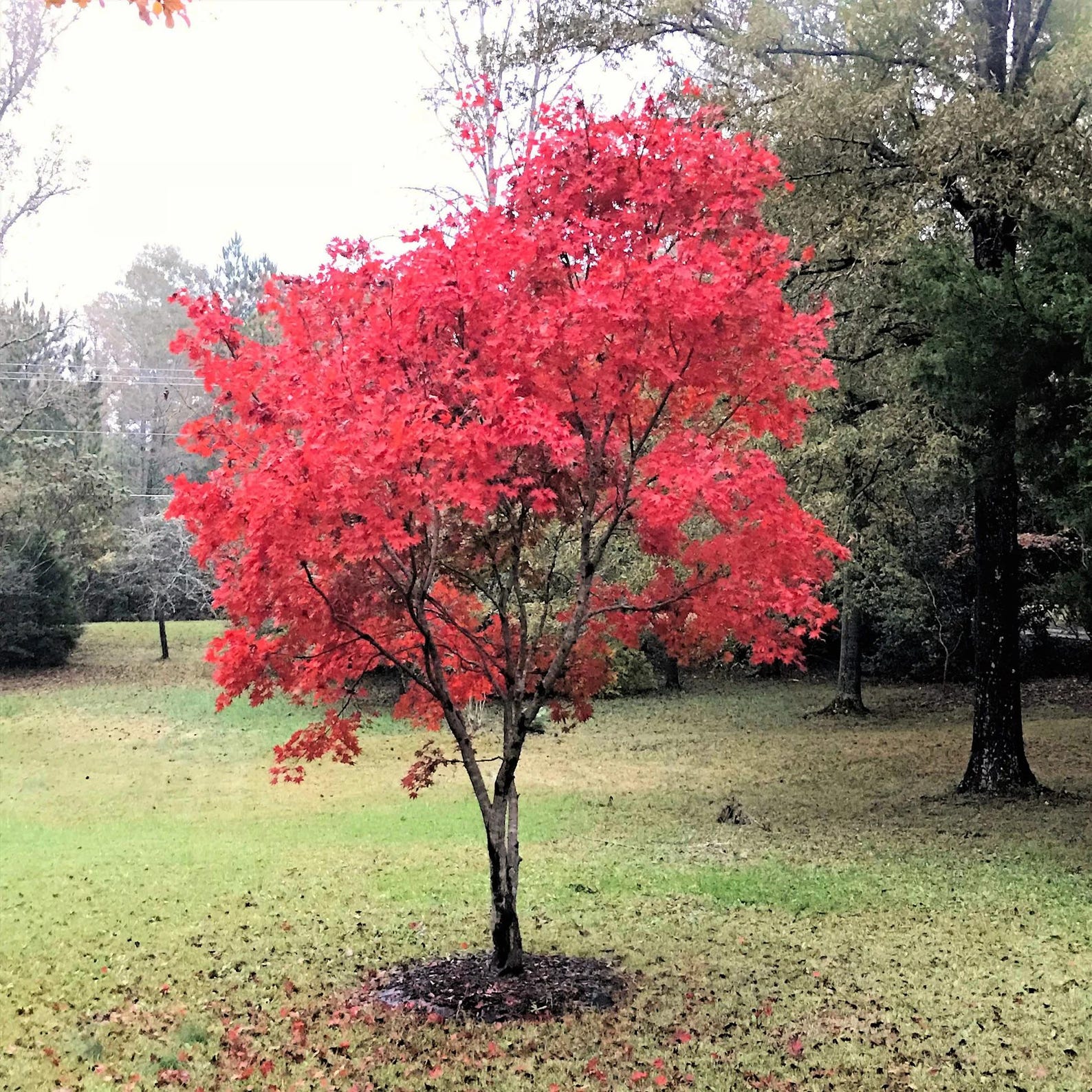 Red Maple Tree Seeds: Gardening, Home Decor DIY, Acer, Frost Hardy ...