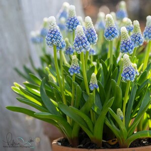 Mini Blue Hyacinth Bulbs, Amazing Colors, Fun and Easy to Grow, Gift ...