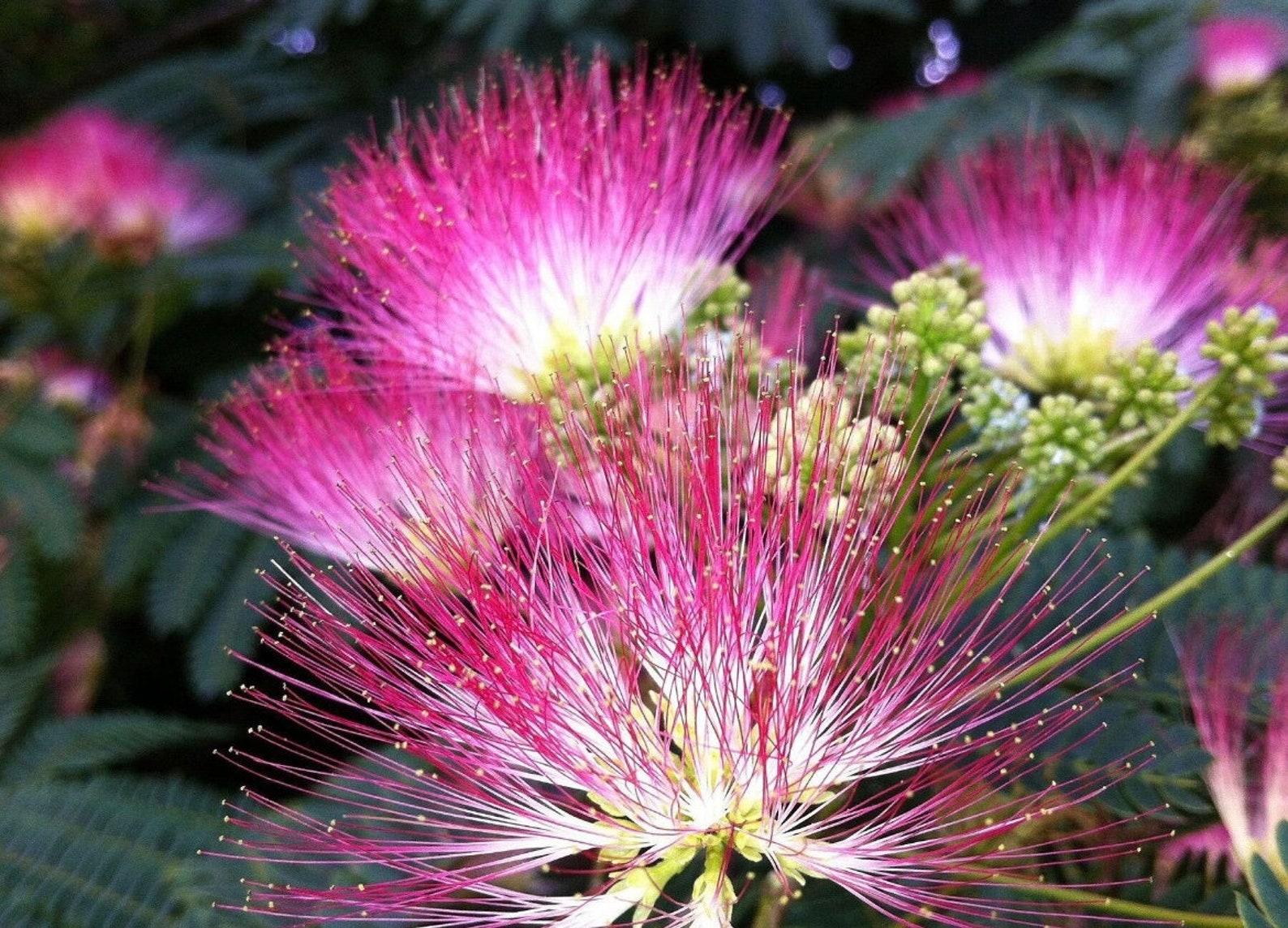 Pink Silk Tree Bonsai Seeds: Albizia Extremely Frost Hardy, Grow in All ...