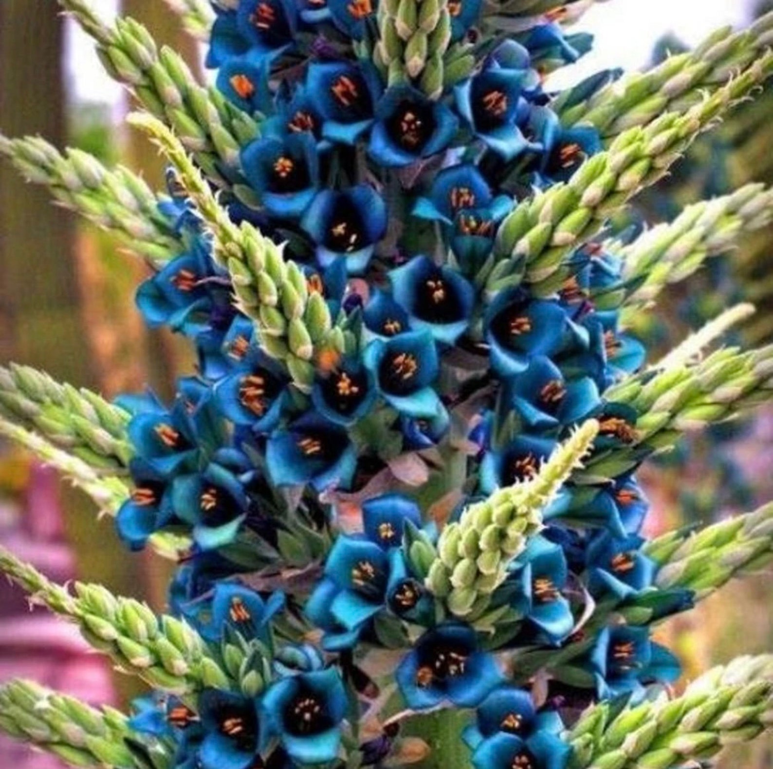 Sapphire Tower Seeds: DIY Home Decor, Easy Care, Blue Turquoise Flowers ...