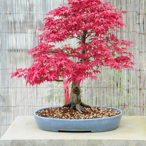 Red Maple Bonsai Tree Seeds, Best Gift for Him Her Mom Dad Teacher ...