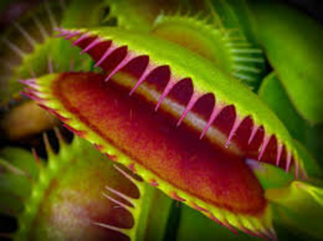 Venus Fly Trap Seeds, Carnivorous Plant, Amazing Colors, Fun and Easy ...