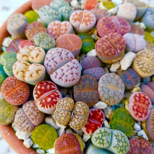 Colorful Lithops Seeds, Amazing Colors, Fun and Easy to Grow, Gift Idea ...