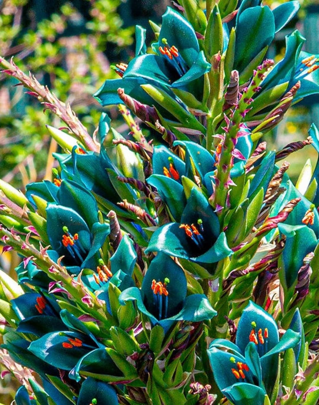 Sapphire Tower Seeds: DIY Organic Perennial House Plant, Turquoise Blue ...