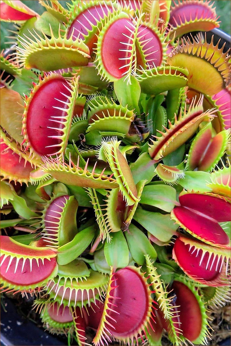 Venus Fly Trap Seeds: Carnivorous Plant, DIY Gardening Flytrap, Easy ...
