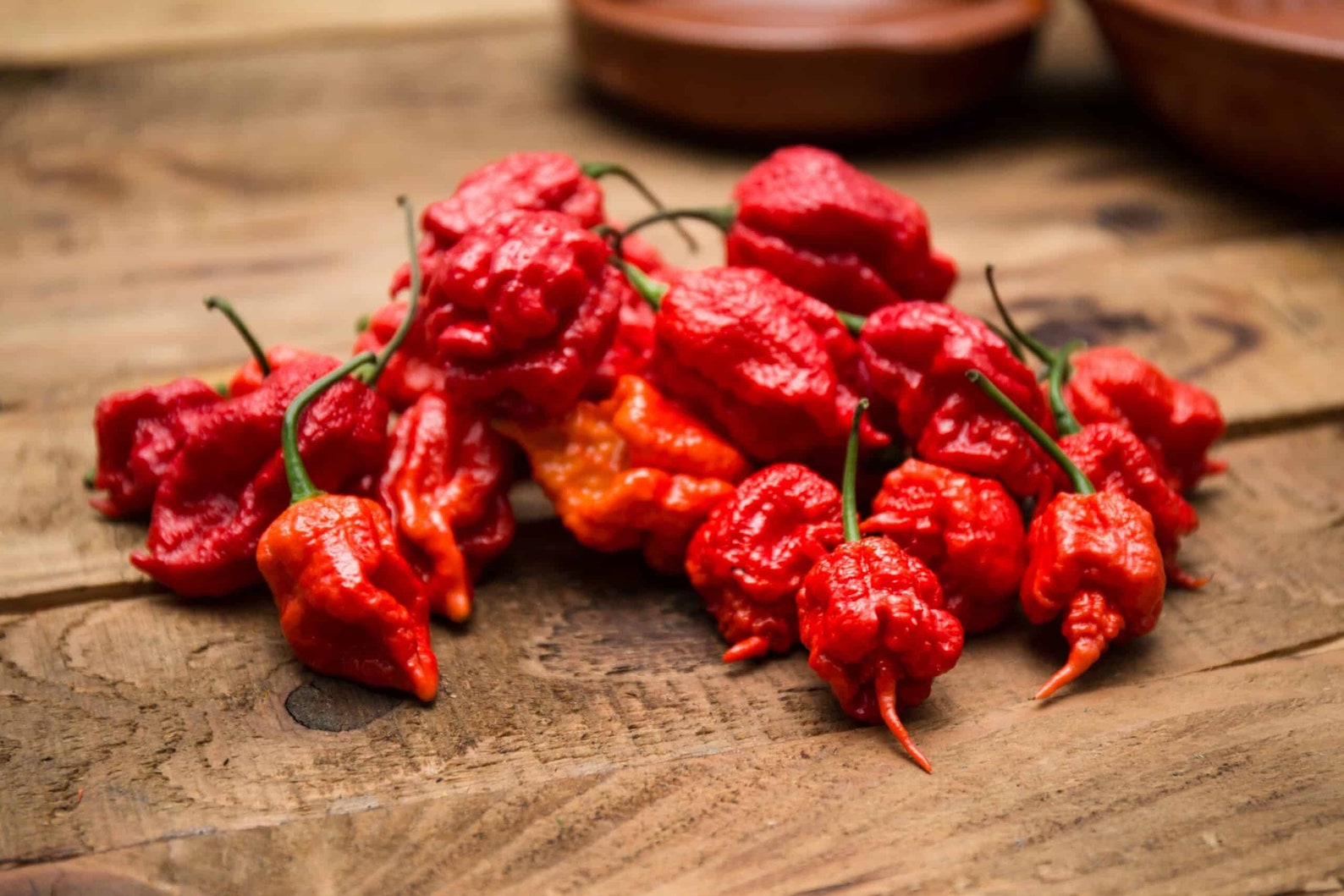 Carolina Reaper Seeds: Hottest Pepper in the World, DIY Organic ...