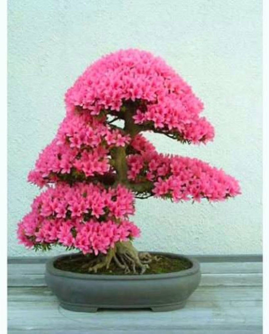 Pink Love Tree Bonsai Seeds, Best Gift for Him Her Mom Dad Teacher DIY ...
