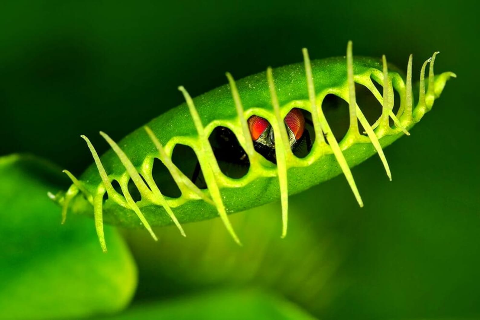Venus Fly Trap Seeds: Carnivorous Plant, DIY Gardening Flytrap, Easy ...